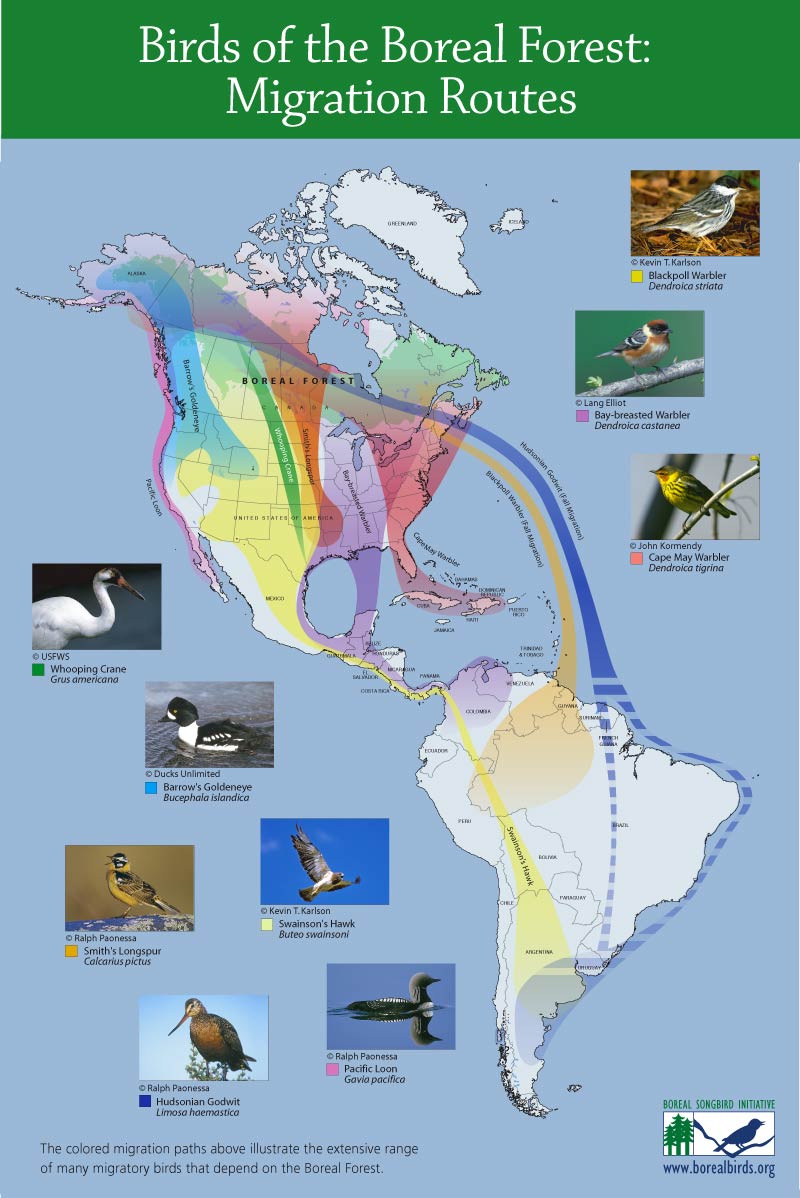 Boreal and Birds Poster Set | Boreal Songbird Initiative